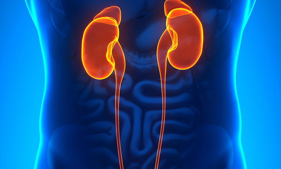 DMSA scan patient information leaflet - Nuclear Medicine Blog